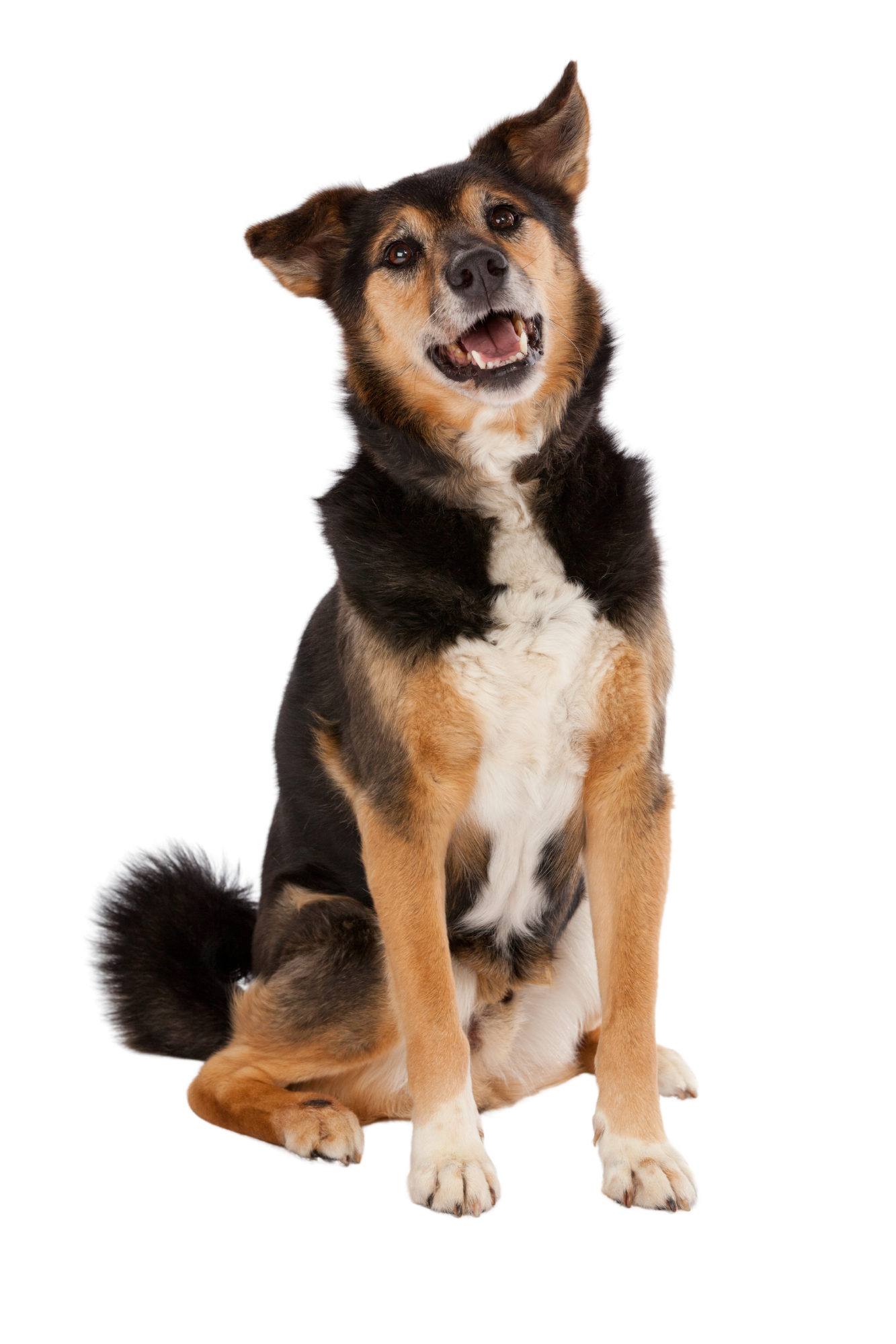 Our Doctor - Boca Palms Animal Hospital